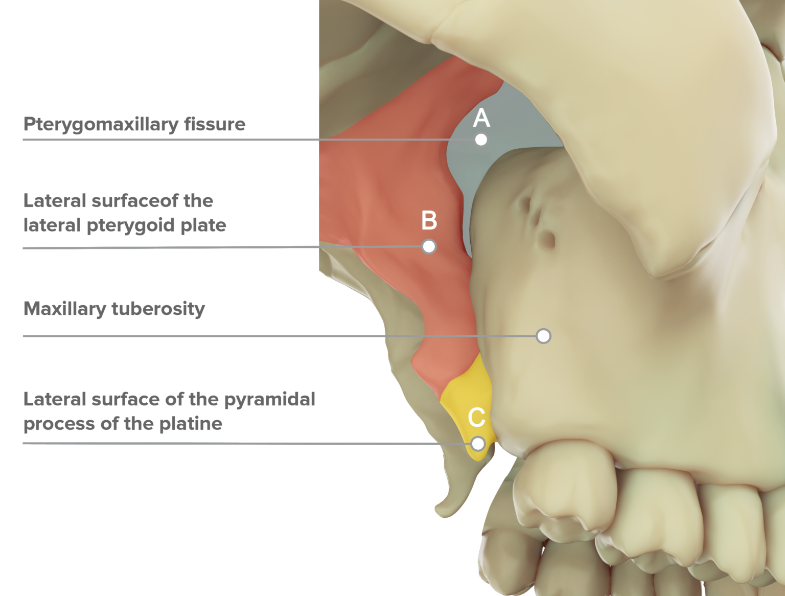 Easier Pterygoid Area Management With Roott P Trate