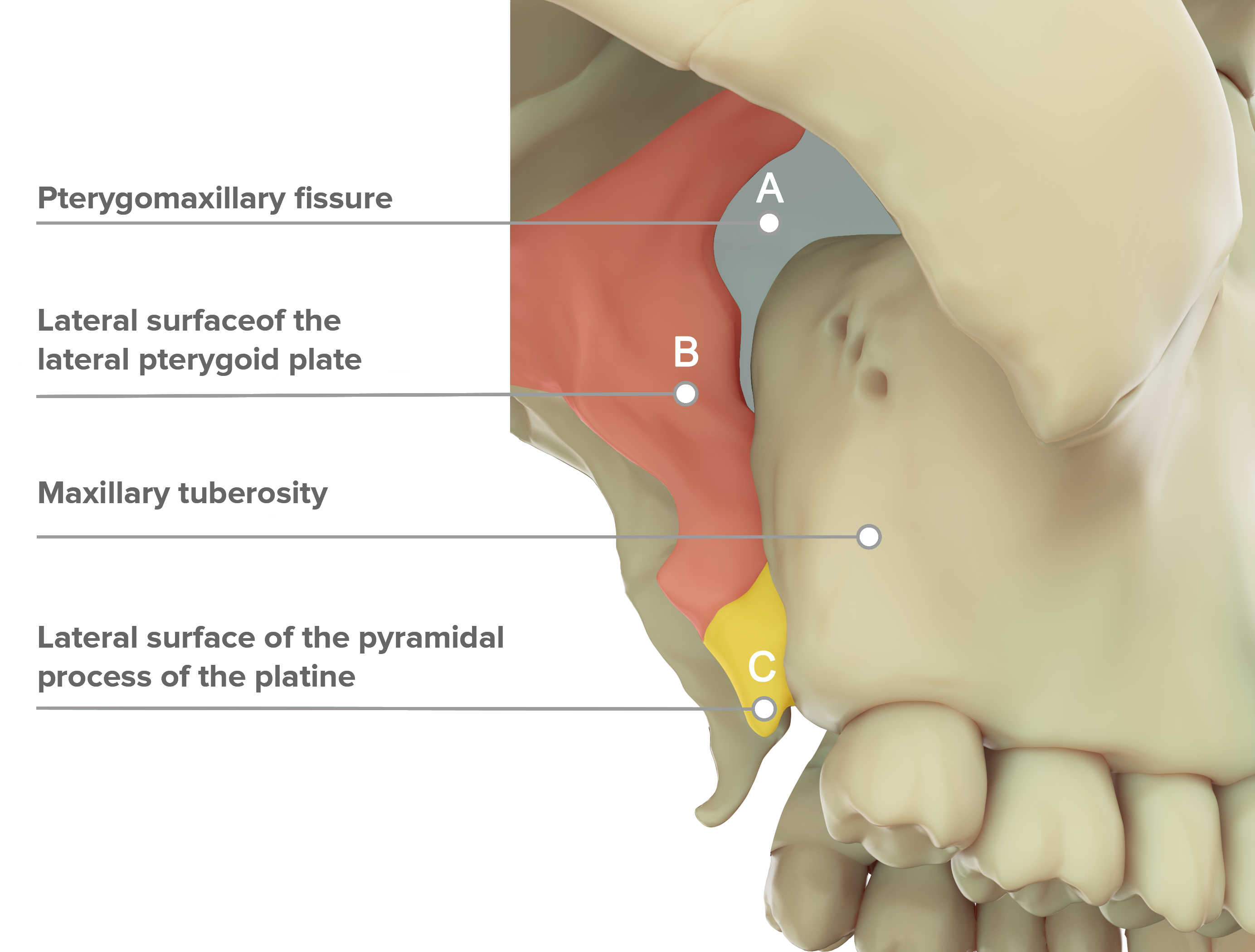 Maxillary Tuberosity Anatomy